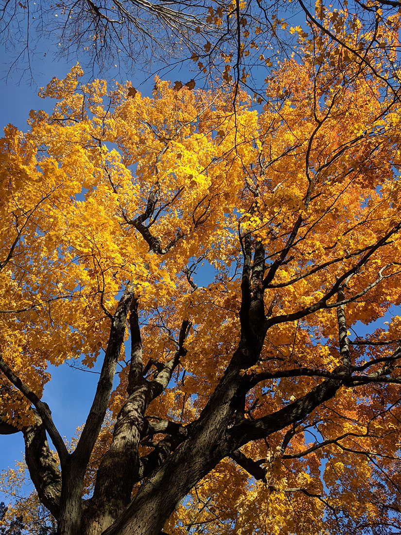 Que faire à Boston en novembre 2019